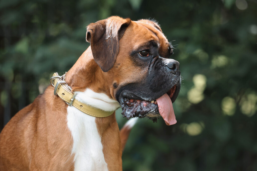 Max-Tierheim-Chemnitz-2024-LH-08-1024×683