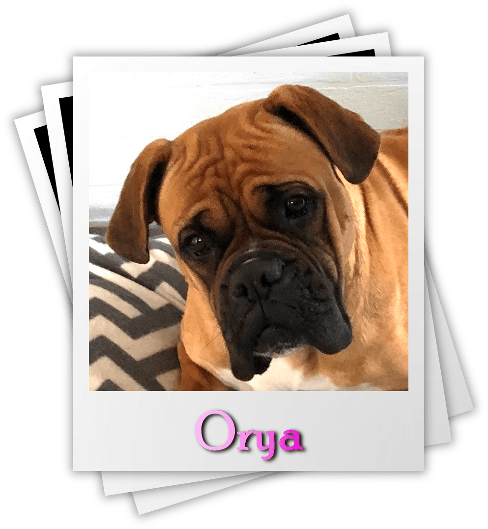 Orya, geb. 12.08.2018